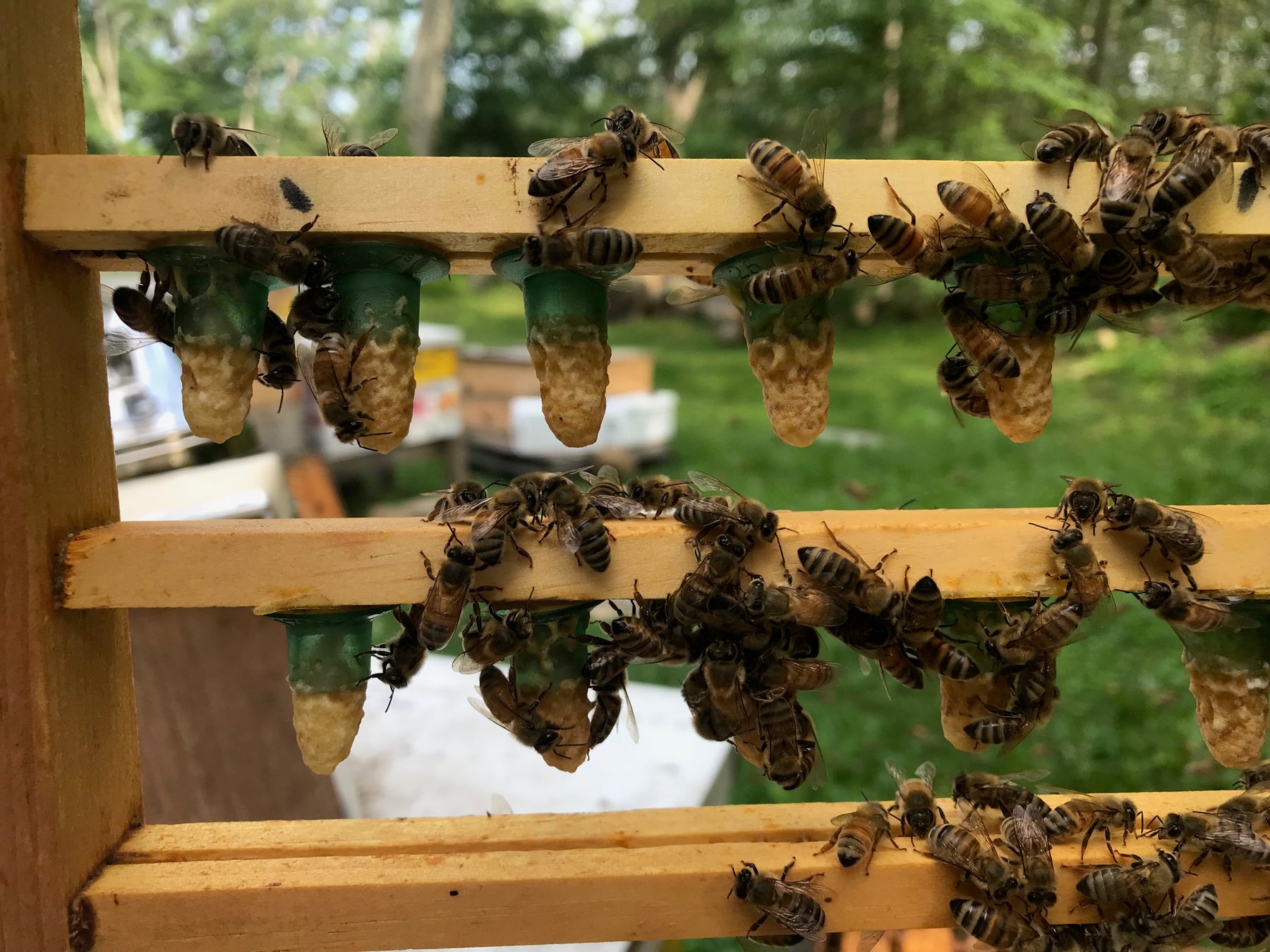 About us – PLANET BEE APIARY
